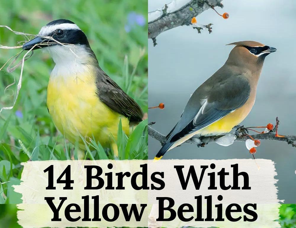 Radiant Plumage: A Symphony of 14 Birds With Yellow Bellies - The ...