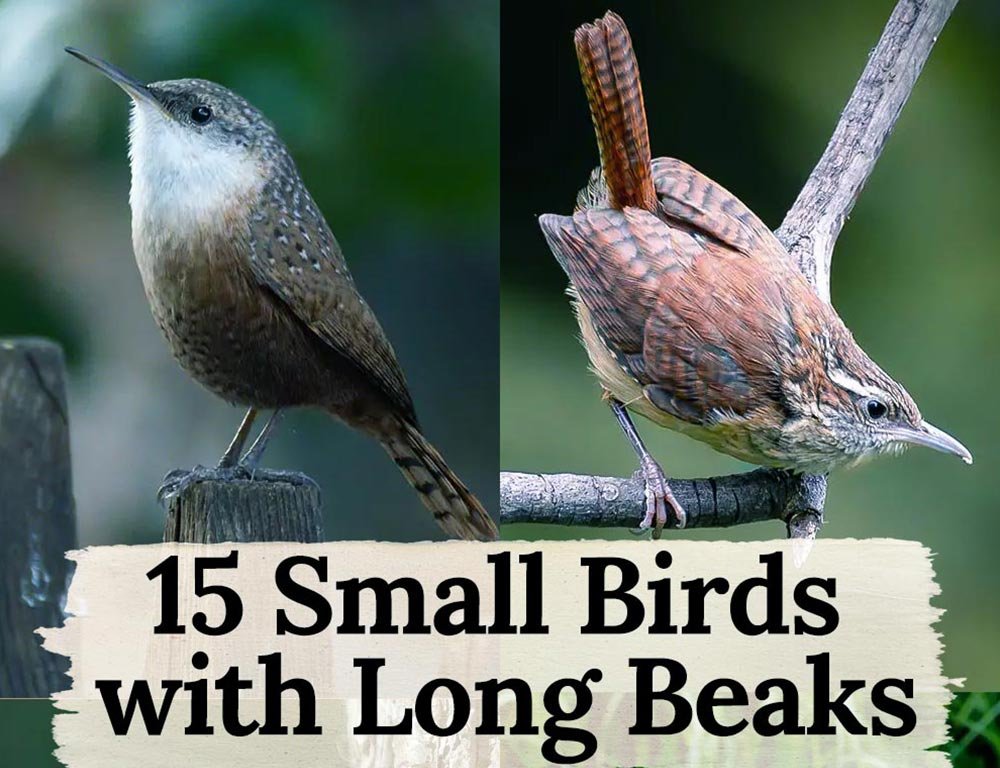 The Adaptive Wonders of 15 Small Birds with Long Beaks - The Worlds ...