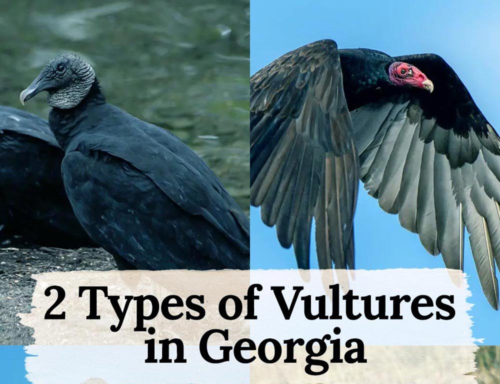 Vultures in Georgia: Types, Features, and Preservation Steps - The ...