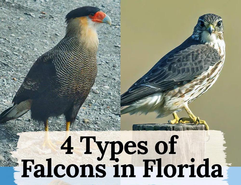 4 Types of Falcons in Florida You Should Learn About - The Worlds ...
