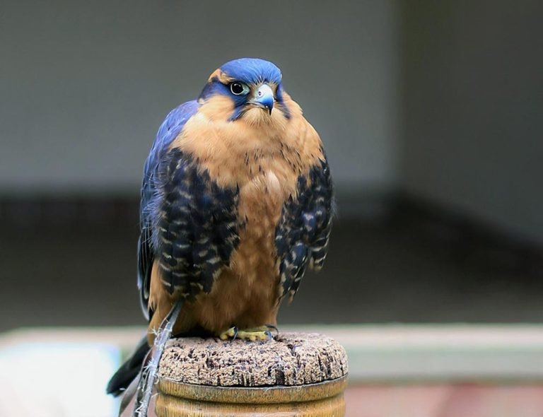 Raptors of the Republic: 8 Species of Falcons In Texas - The Worlds ...