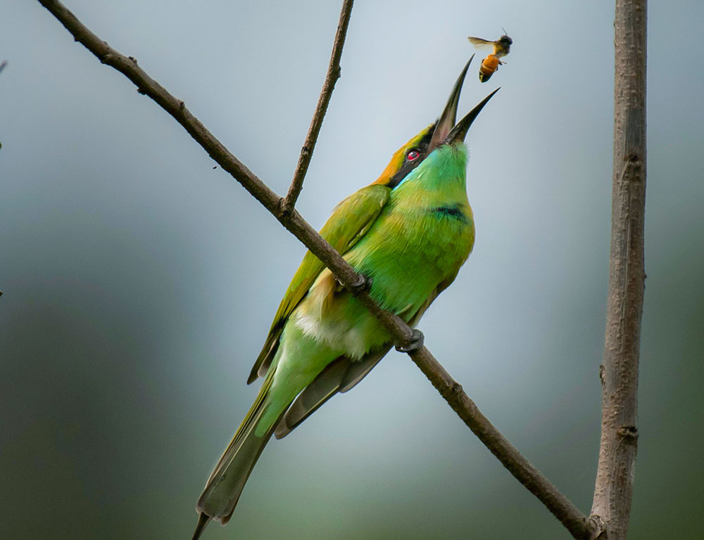 Asian Green Bee-Eater: Unveiling the Vibrant Bird of the East - The Worlds Rarest Birds