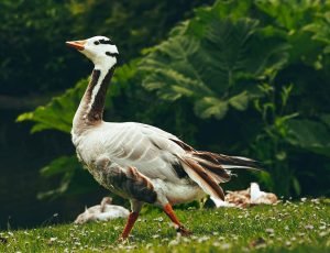 The Fascinating Bar-Headed Goose Odyssey: 7 Interesting Facts - The ...