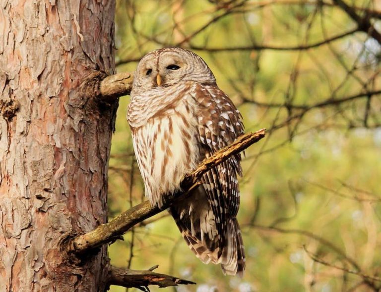 Owl Prowl: A Guide to 11 Species of Owls of Florida - The Worlds Rarest ...