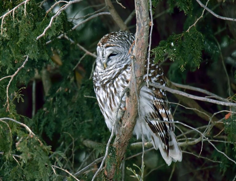 Owls After Dark: A Guide to 11 Species of Owls in Wisconsin - The ...