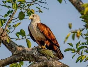 Brahminy Kite: Unveiling the Mysteries of This Majestic Bird - The ...