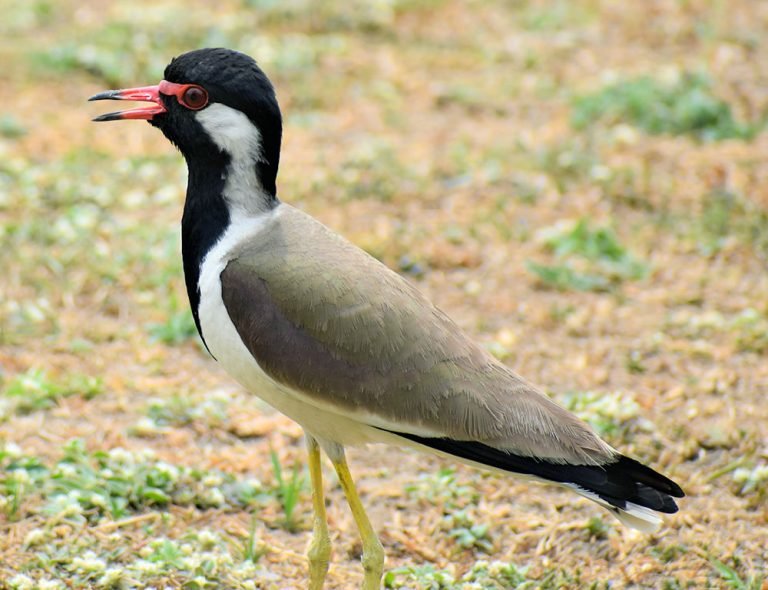 Red-Wattled Lapwing: Unveiling the Mysteries of This Unique Bird - The Worlds Rarest Birds