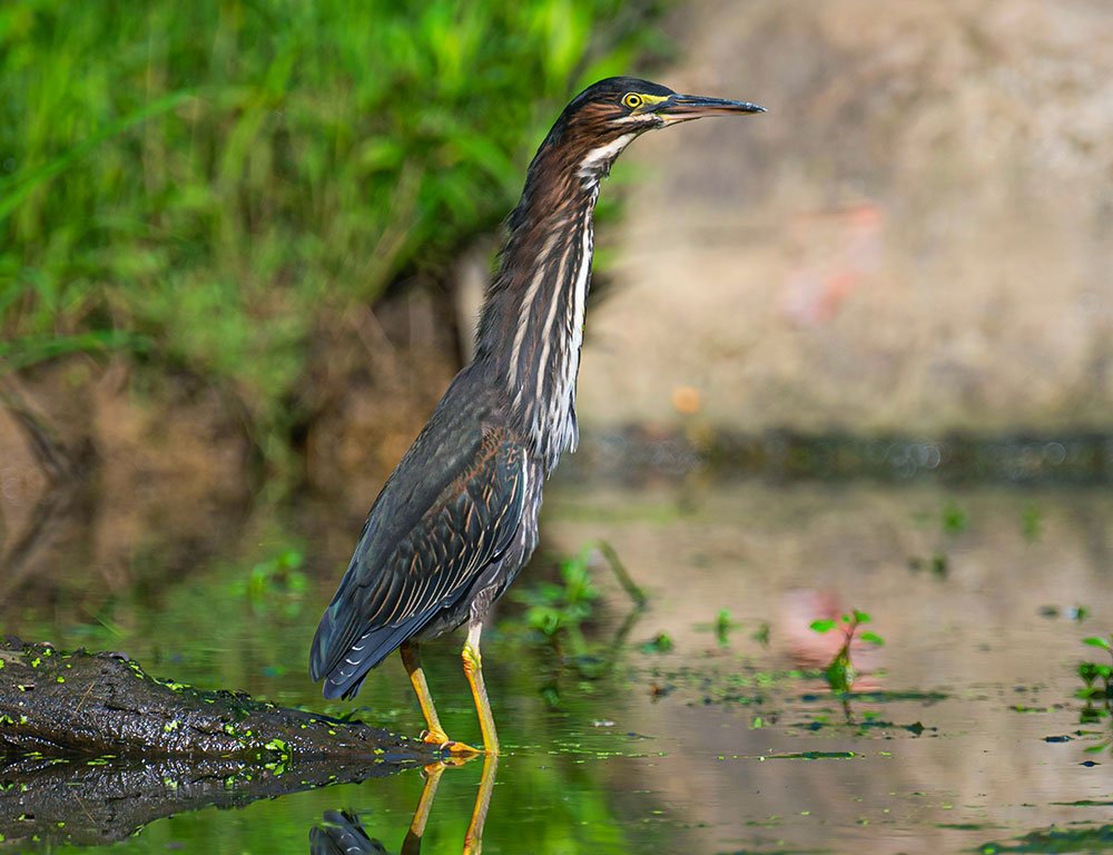 Black Bittern: Unveiling the Mysteries of This Elusive Bird - The ...