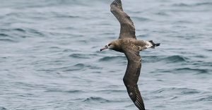 The Black-footed Albatross: A Relatively Small Member of the Albatross ...