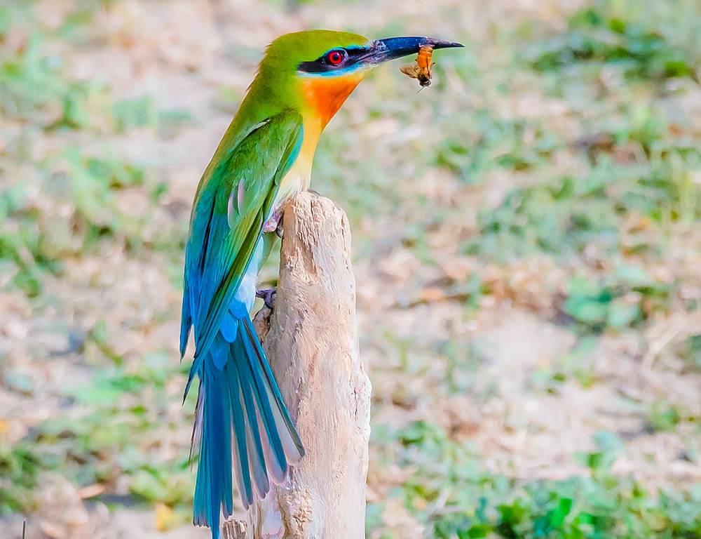 Blue-tailed Bee-Eater: A Detailed Look at This Colorful Bird's Life and Habits - The Worlds ...