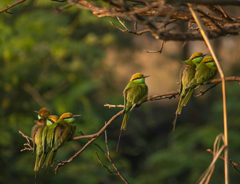 Asian Green Bee-Eater: Unveiling the Vibrant Bird of the East - The Worlds Rarest Birds