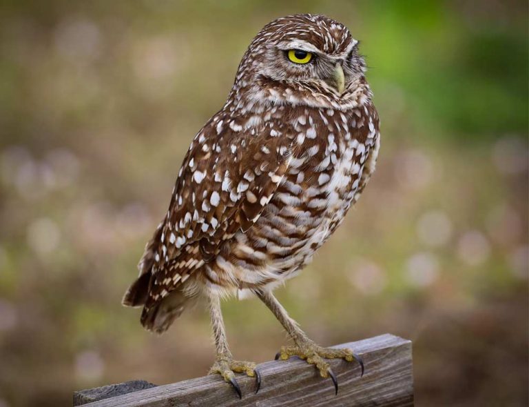 Owl Prowl: A Guide to 11 Species of Owls of Florida - The Worlds Rarest ...