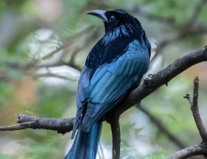 Drongos: Unveiling the Intriguing Behavior of These Unique Birds - The ...