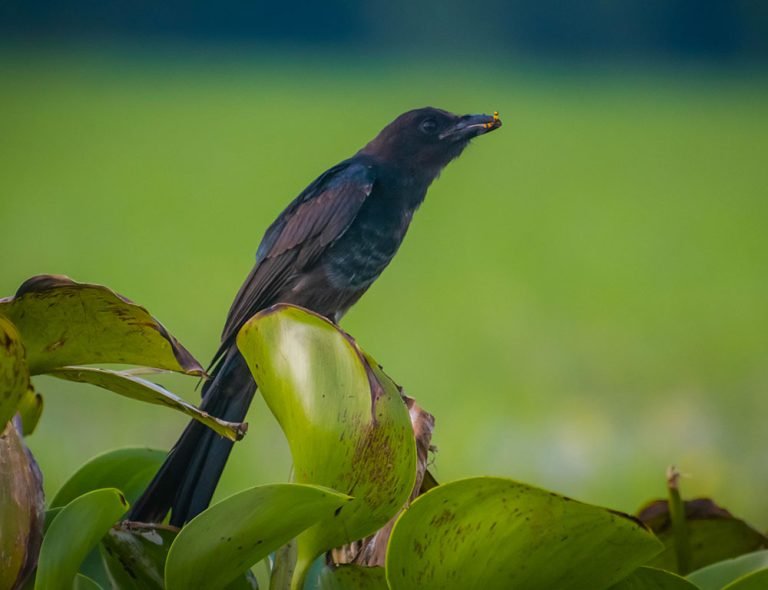 Black Drongo: Unveiling the Secrets of This Unique Bird Species - The ...