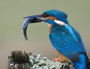 Discovering Common Kingfishers Along Waterways - The Worlds Rarest Birds