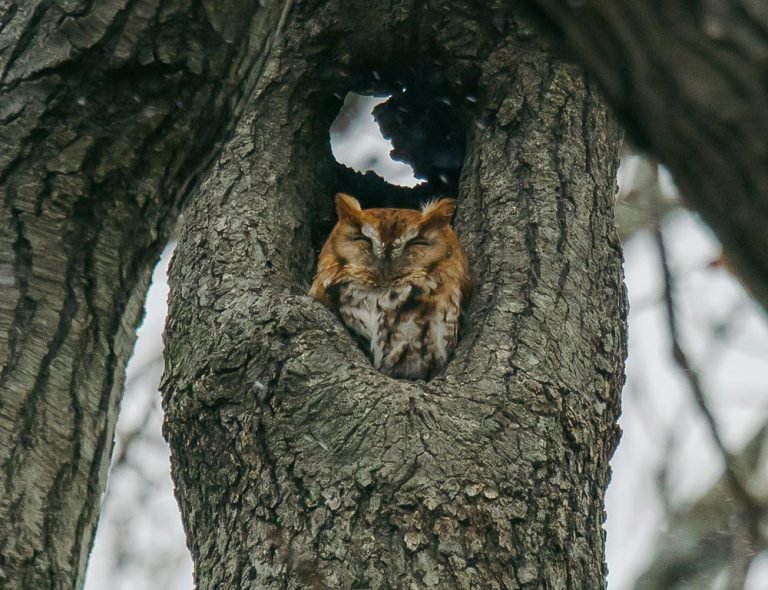 Owls After Dark: A Guide to 11 Species of Owls in Wisconsin - The ...