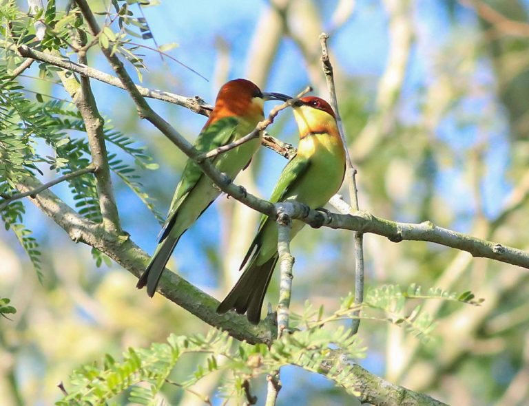 Chestnut-Headed Bee-Eater: An In-depth Look at This Bird Species - The ...