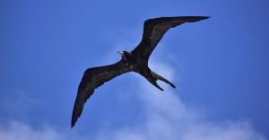 Winged Pirates of the Ocean: The Frigatebird Saga - The Worlds Rarest Birds