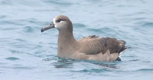 The Black-footed Albatross: A Relatively Small Member of the Albatross ...