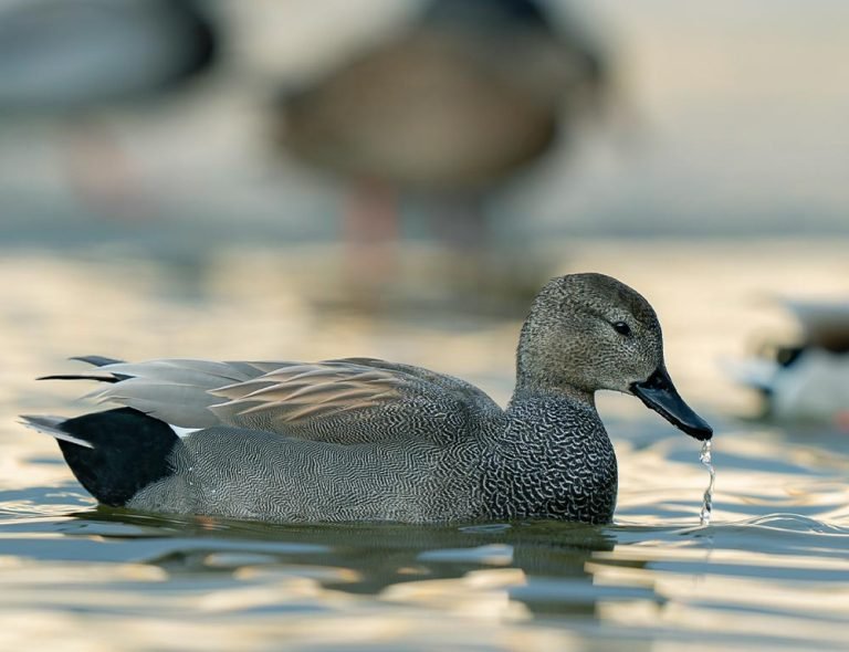 Learn About the Beautiful 27 Species of Ducks In Florida - The Worlds ...