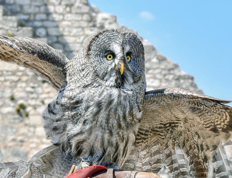 Owls After Dark: A Guide to 11 Species of Owls in Wisconsin - The ...