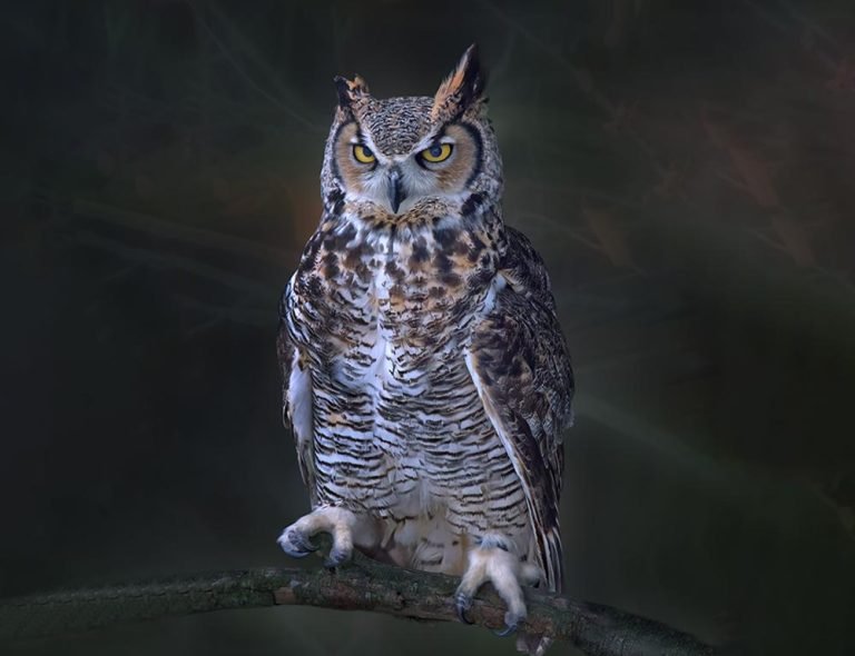 Owls After Dark: A Guide to 11 Species of Owls in Wisconsin - The ...