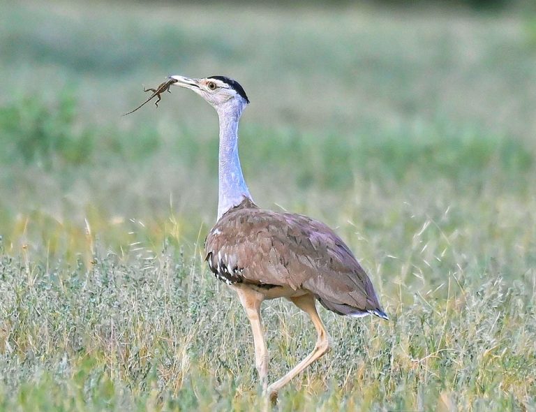 Guardians of the Grasslands: Saving the Great Indian Bustard - The Worlds Rarest Birds