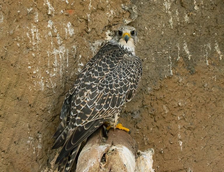 Raptors of the Republic: 8 Species of Falcons In Texas - The Worlds ...