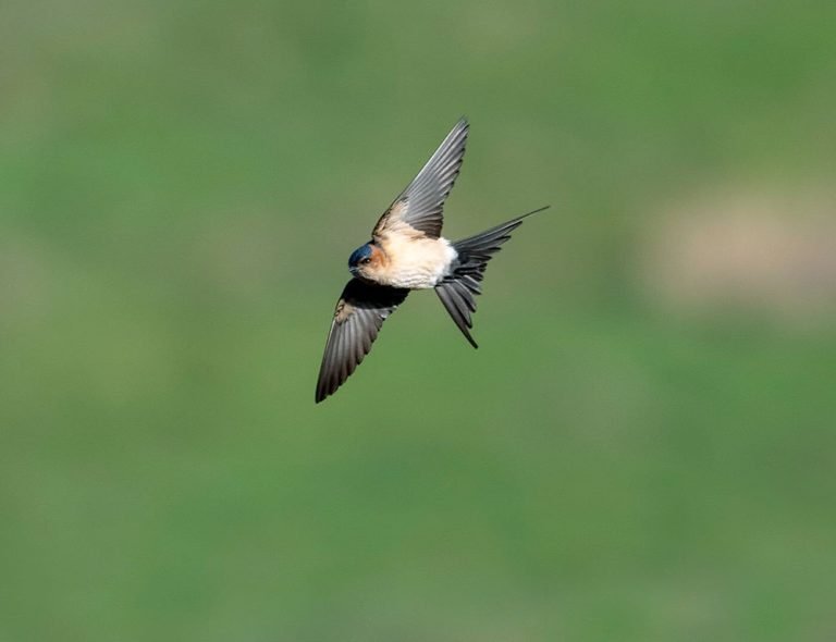 Red-Rumped Swallow: Unveiling the Secrets of This Unique Bird Species ...
