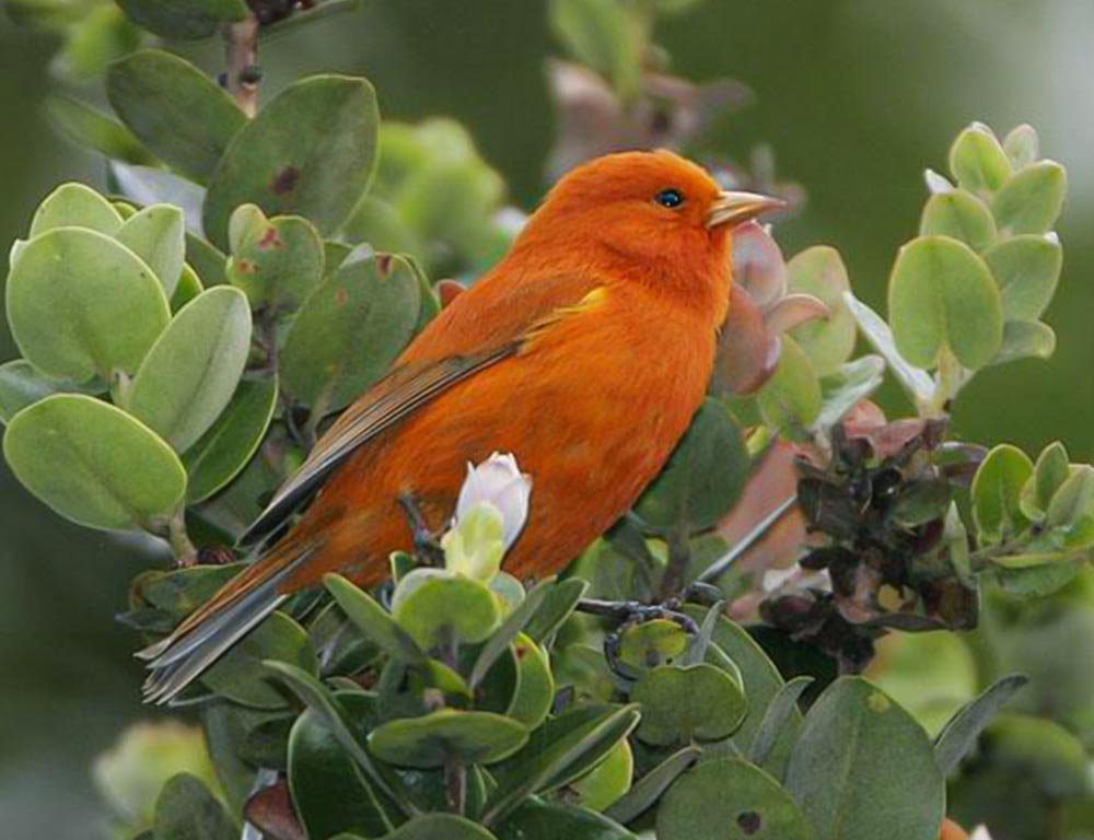 9 Big Birds of Hawaii's Diverse Ecosystems - The Worlds Rarest Birds