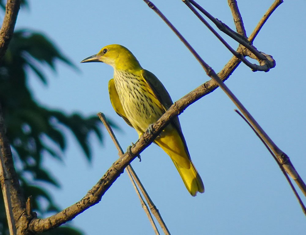 Indian Golden Oriole: A Comprehensive Guide to This Exotic Bird - The ...