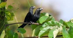 The Behavioral Odyssey of the Smooth-billed Ani - The Worlds Rarest Birds