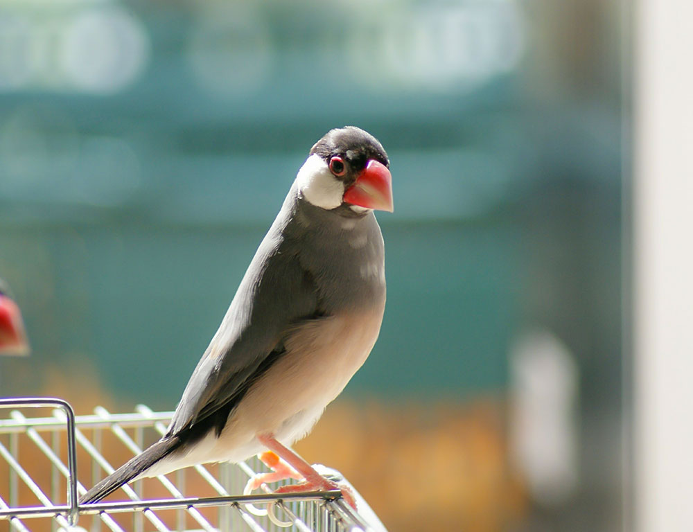 Java Jewel: Exploring the Enigmatic World of the Java Sparrow - The ...