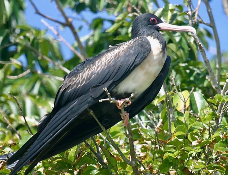 The Hunting Strategies of the Lesser Frigatebird - The Worlds Rarest Birds