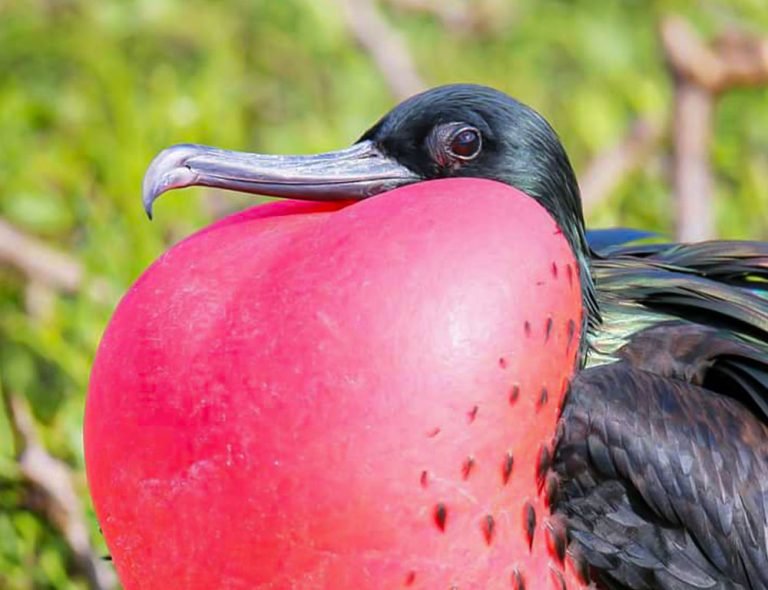 Nesting in Paradise: A Chronicle of Magnificent Frigatebird - The ...