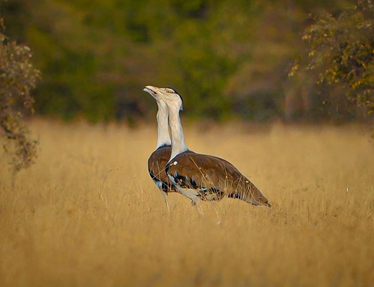Guardians of the Grasslands: Saving the Great Indian Bustard - The Worlds Rarest Birds