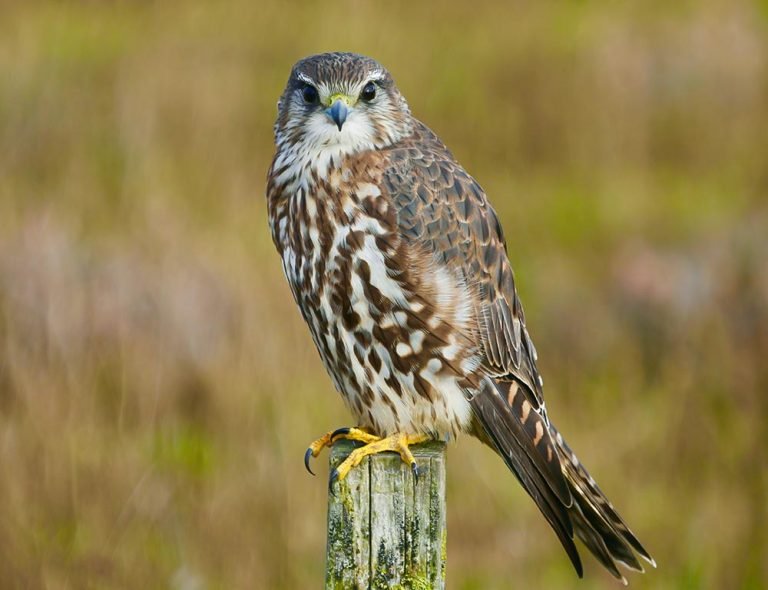 Raptors of the Republic: 8 Species of Falcons In Texas - The Worlds ...