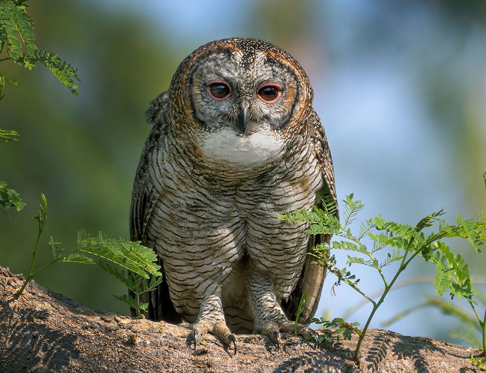 Mottled Wood Owl: Unveiling the Secrets of This Nocturnal Creature ...