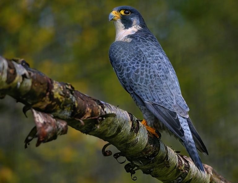5 Species of Falcons in Arizona and Where to Spot Them - The Worlds ...