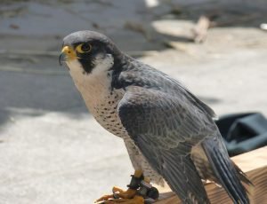 Raptors of the Republic: 8 Species of Falcons In Texas - The Worlds ...