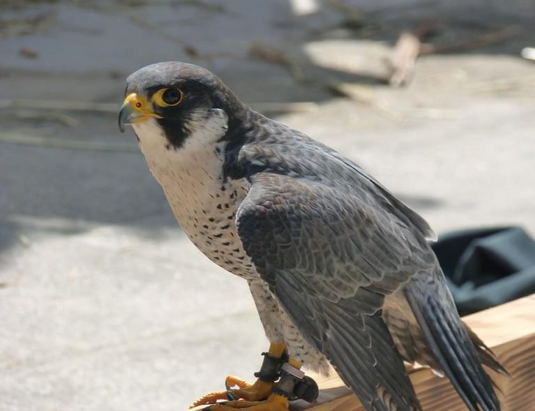 Raptors of the Republic: 8 Species of Falcons In Texas - The Worlds ...