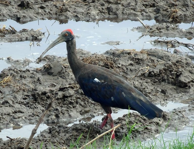 Red-Naped Ibis: Unraveling the Mysteries of this Uncommon Bird - The ...