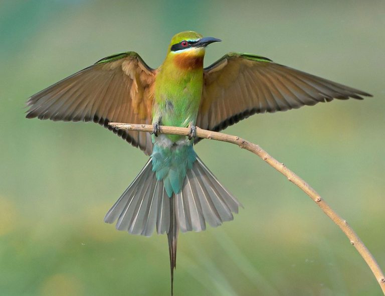 Blue-tailed Bee-Eater: A Detailed Look at This Colorful Bird's Life and Habits - The Worlds ...