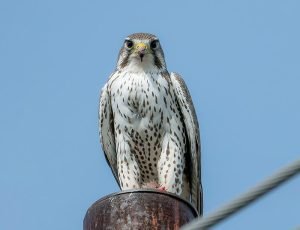 Raptors of the Republic: 8 Species of Falcons In Texas - The Worlds ...