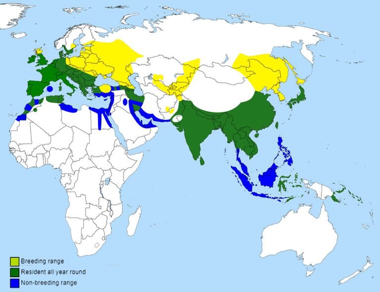 Discovering Common Kingfishers Along Waterways - The Worlds Rarest Birds