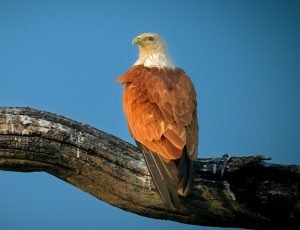 Brahminy Kite: Unveiling the Mysteries of This Majestic Bird - The ...