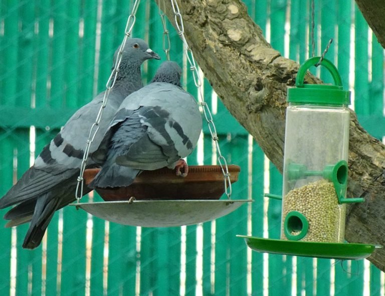 Exploring the World of the Rock Dove: 8 Interesting Facts - The Worlds ...
