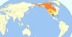 Majestic Wanderer: A Journey with the Sandhill Crane - The Worlds ...