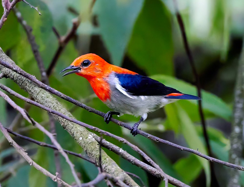 Scarlet-Headed Flowerpecker: Discovering Its Unique Habitat and ...