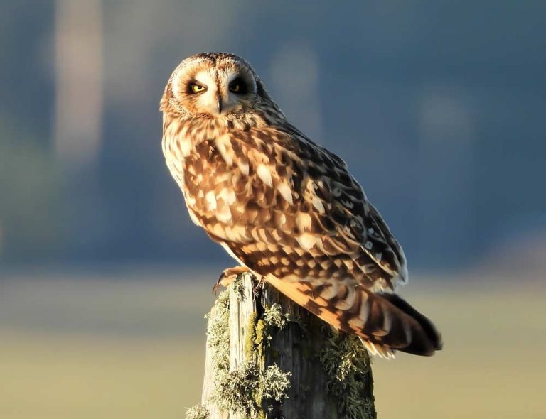 Owl Prowl: A Guide to 11 Species of Owls of Florida - The Worlds Rarest ...